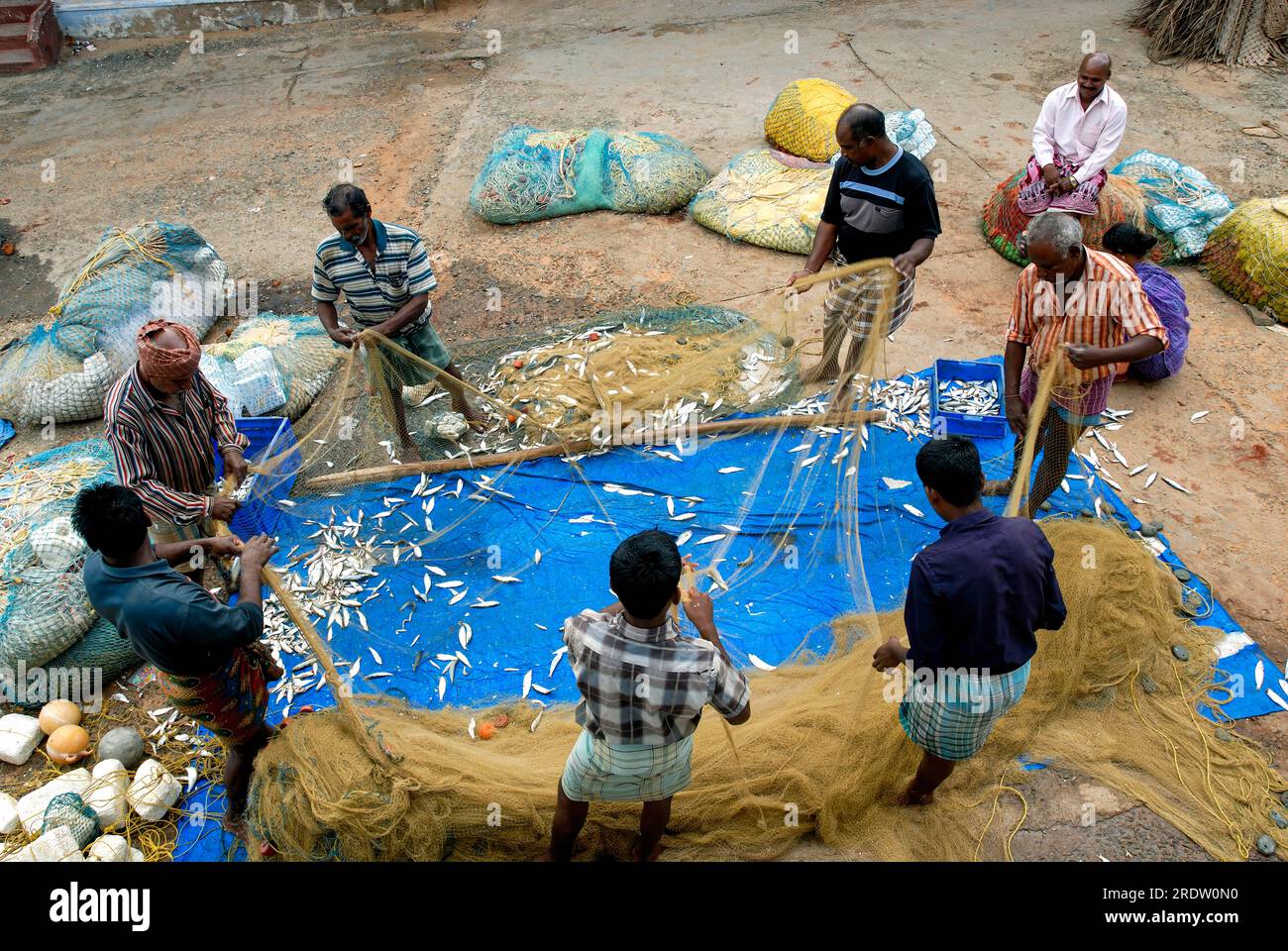 Fishermen collecting fish from the net at Kanyakumari, Tamil Nadu ...