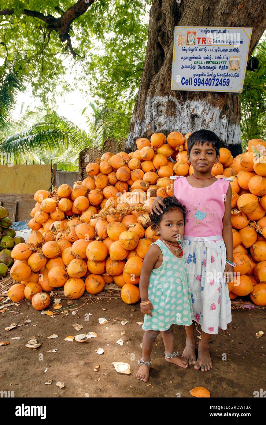 Tender coconut shop hi-res stock photography and images - Alamy