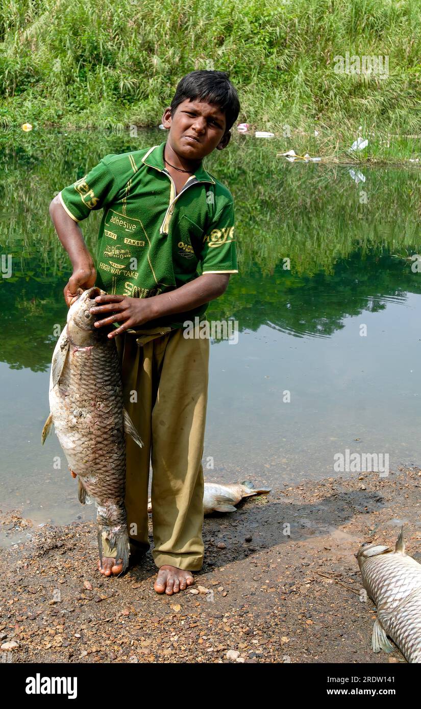 A boy holding big sized dead fish. Dead fish along the banks of the ...