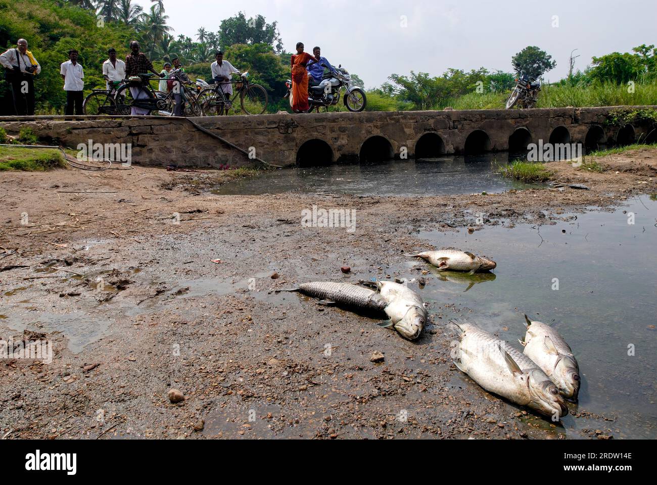 Dead fish along the banks of the River Noyyal, following mass death of ...
