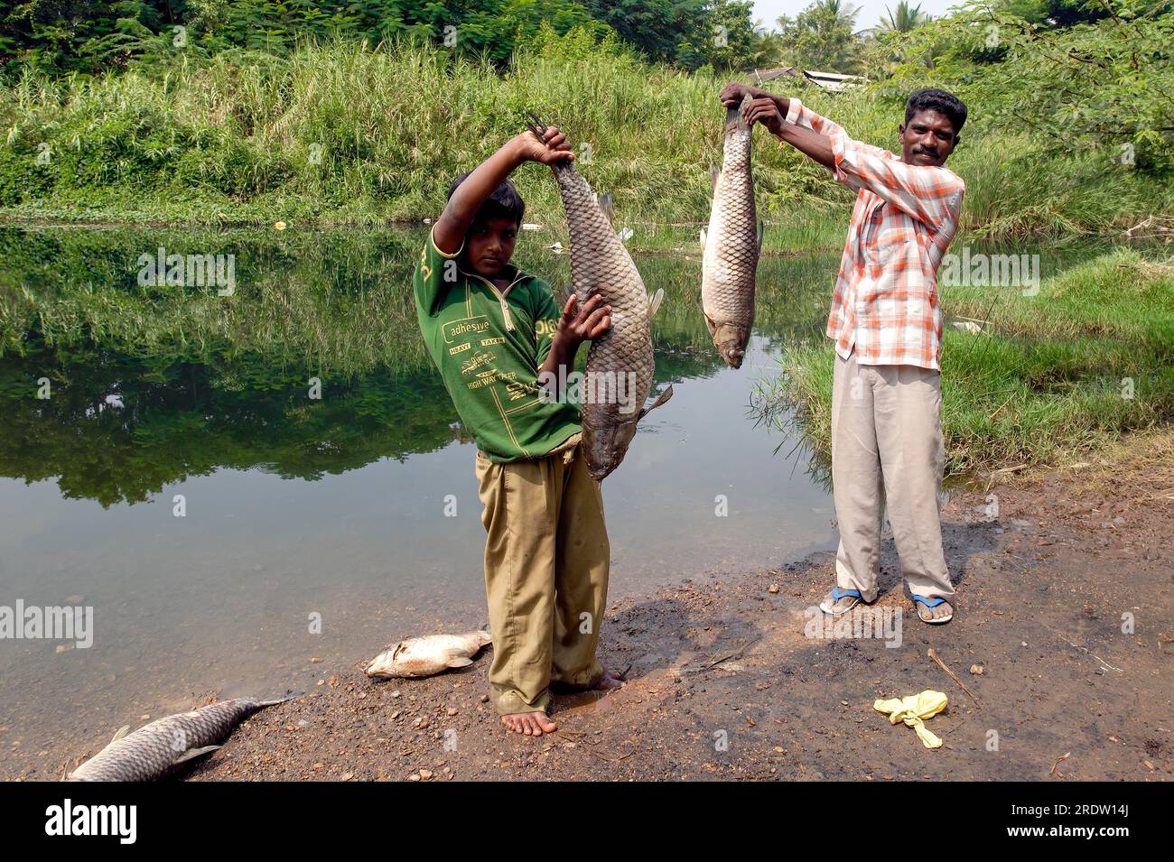 A boy and a man holding big sized dead fish. Dead fish along the banks ...
