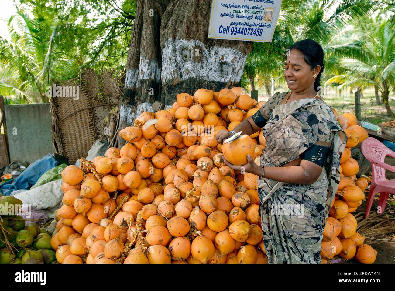 A woman selling tender Coconut at Coimbatore, Tamil Nadu, South India ...