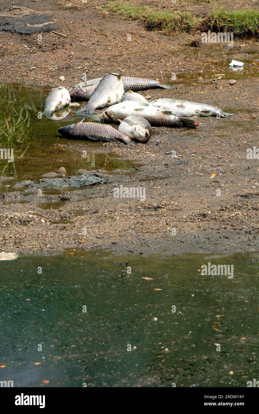 Dyeing india water pollution hi-res stock photography and images - Alamy