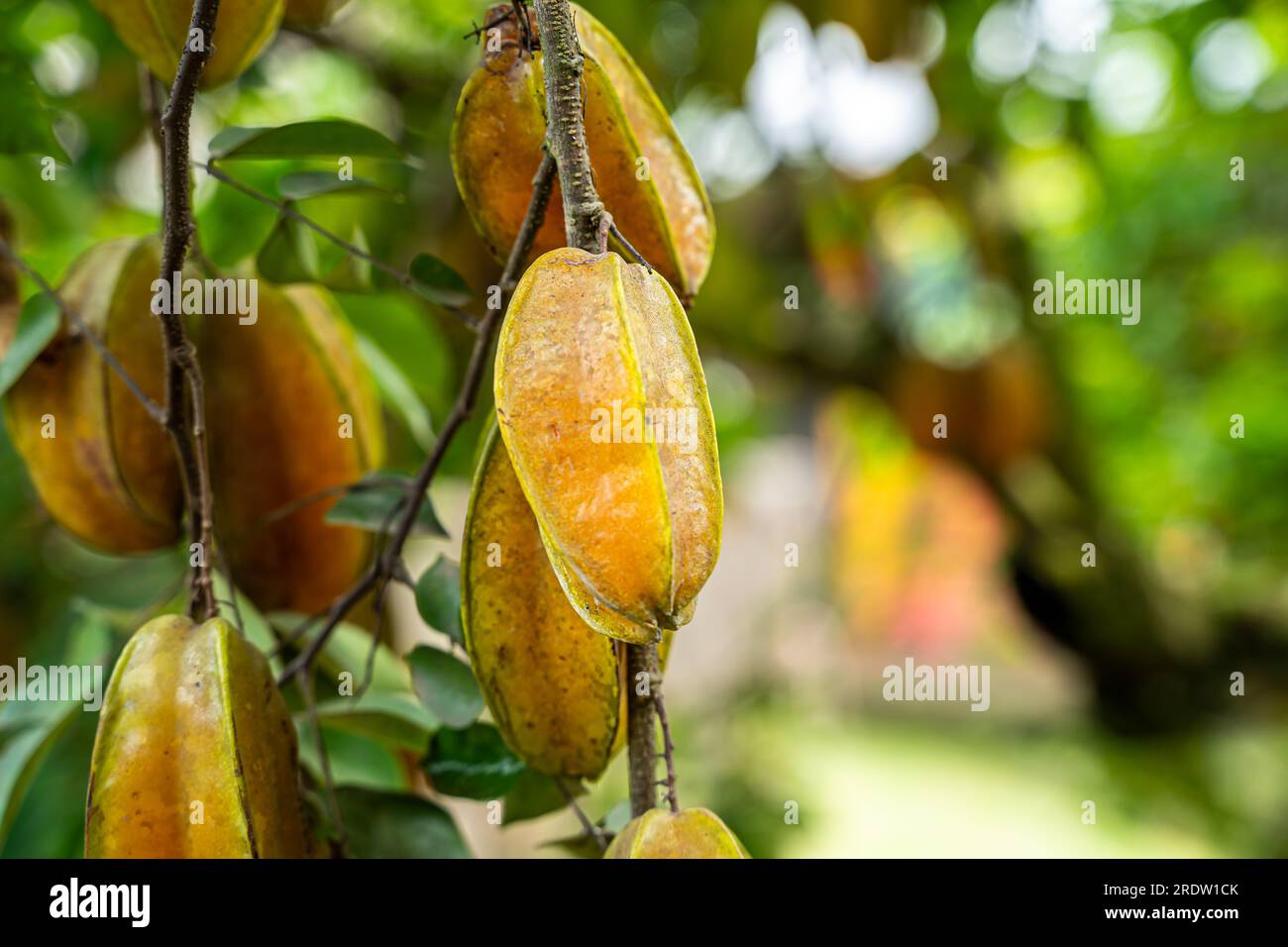 Close up view of a organic Star fruit -carambola tree full with Fruit ...