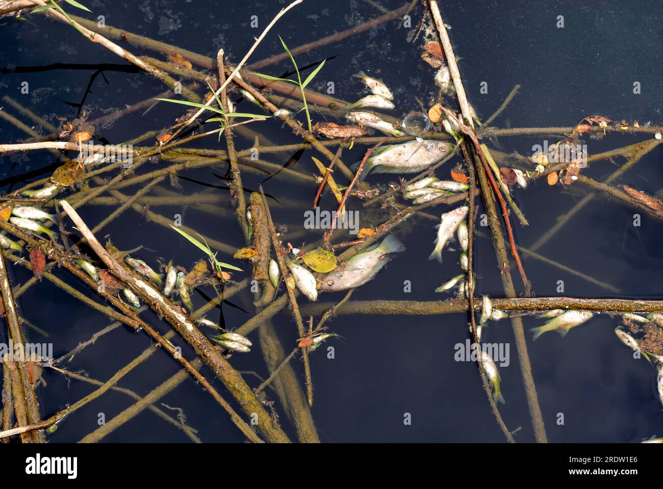 Dyeing india water pollution hi-res stock photography and images - Alamy