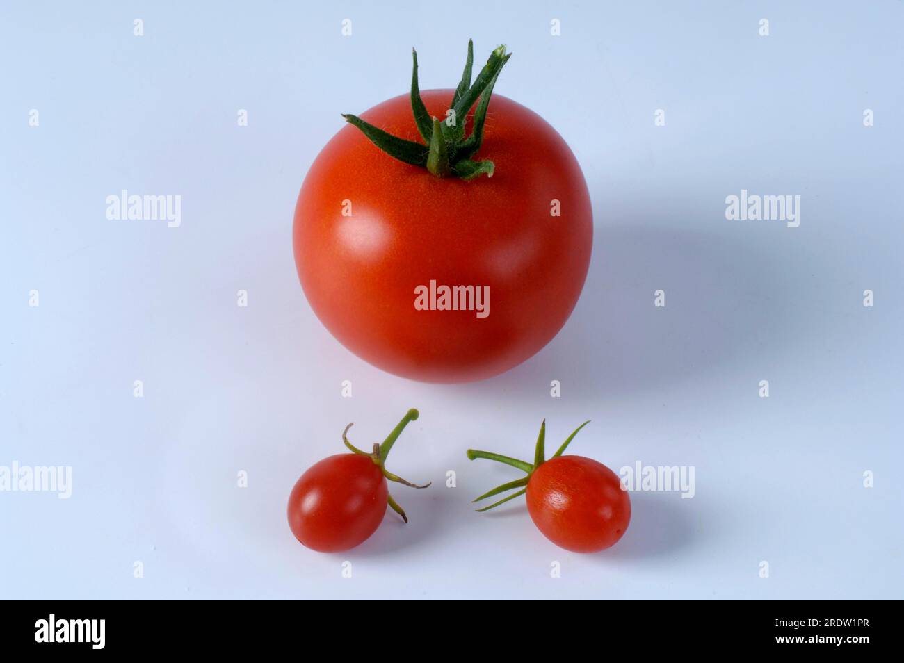 Wild tomato normal hi-res stock photography and images - Alamy