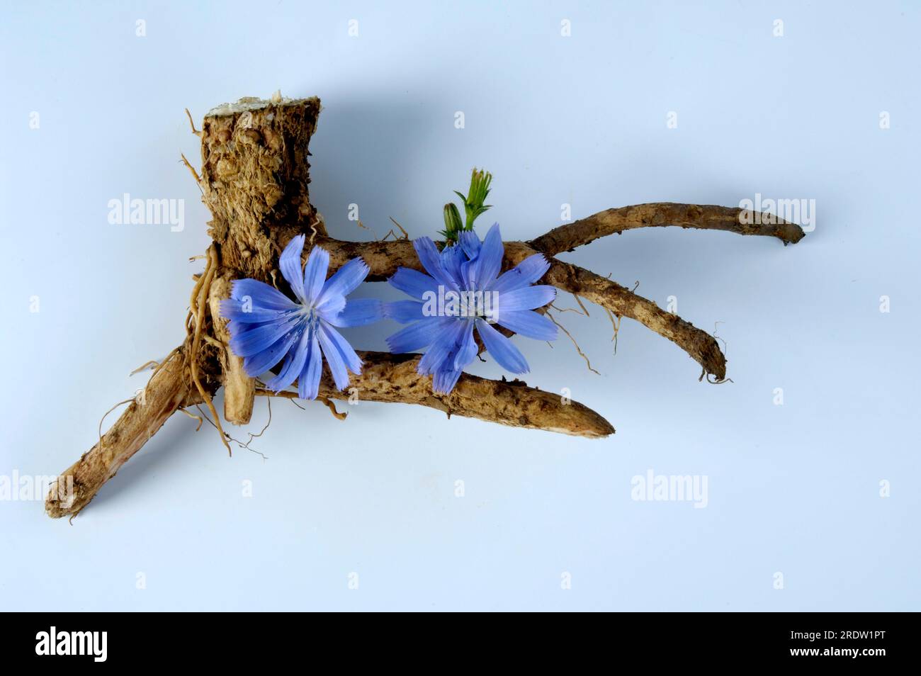 Common chicory, chicory root (Cichorium intybus Stock Photo - Alamy