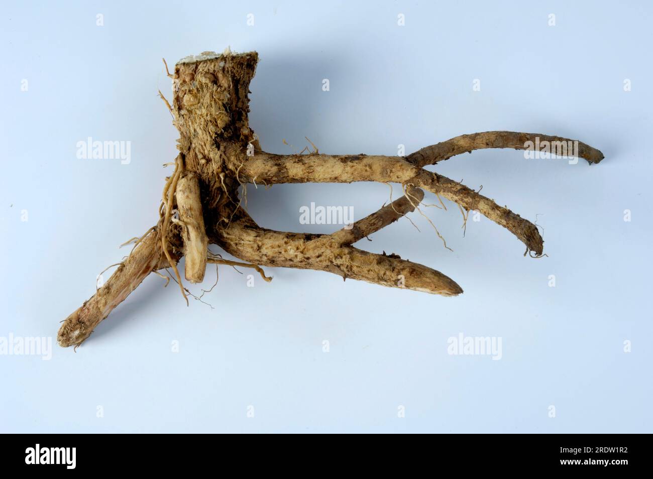 Common chicory, chicory root (Cichorium intybus Stock Photo - Alamy