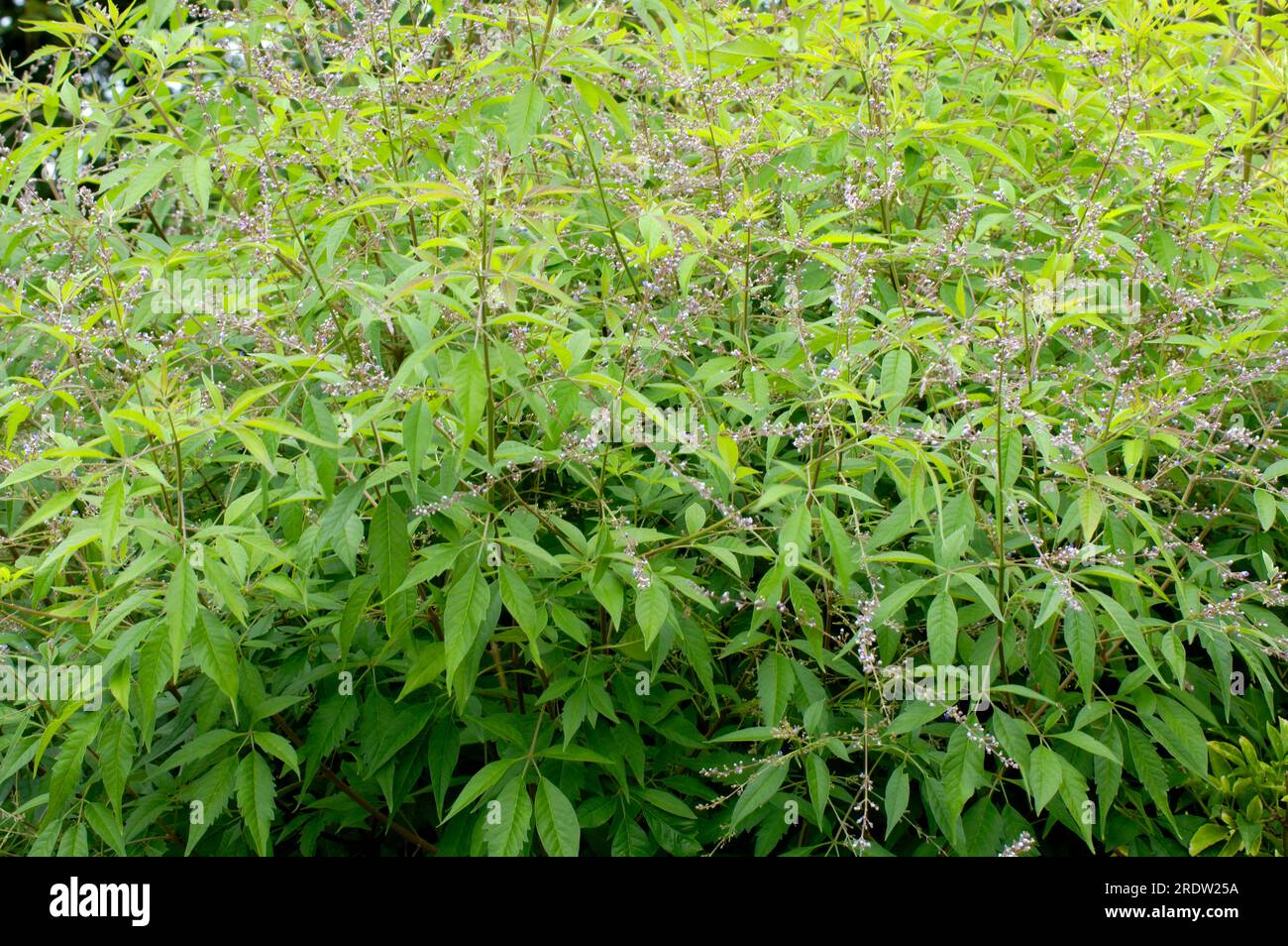 Chaste tree (Vitex agnus-castus), chaste tree, chaste mud Stock Photo ...