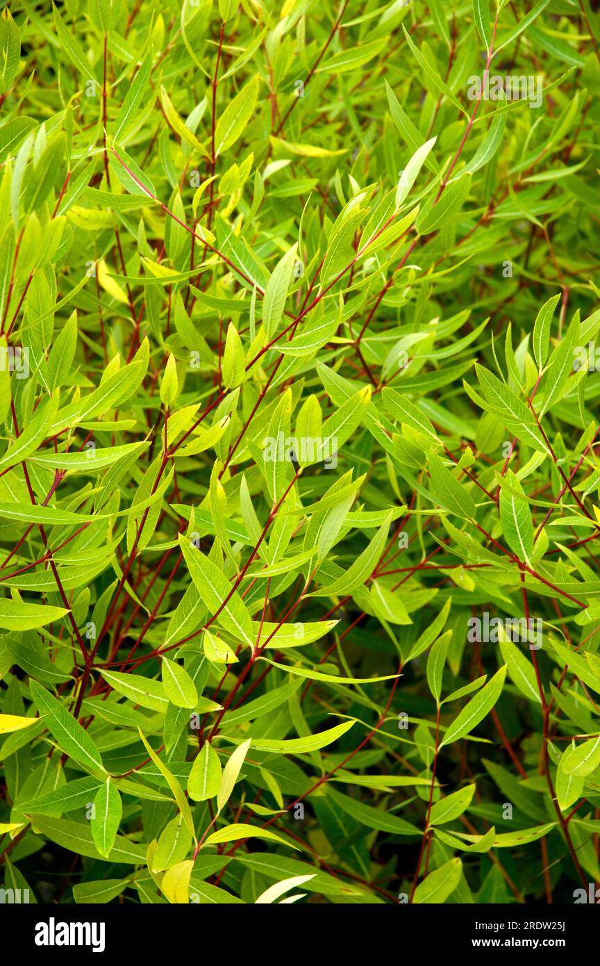 Indian hemp hi-res stock photography and images - Alamy