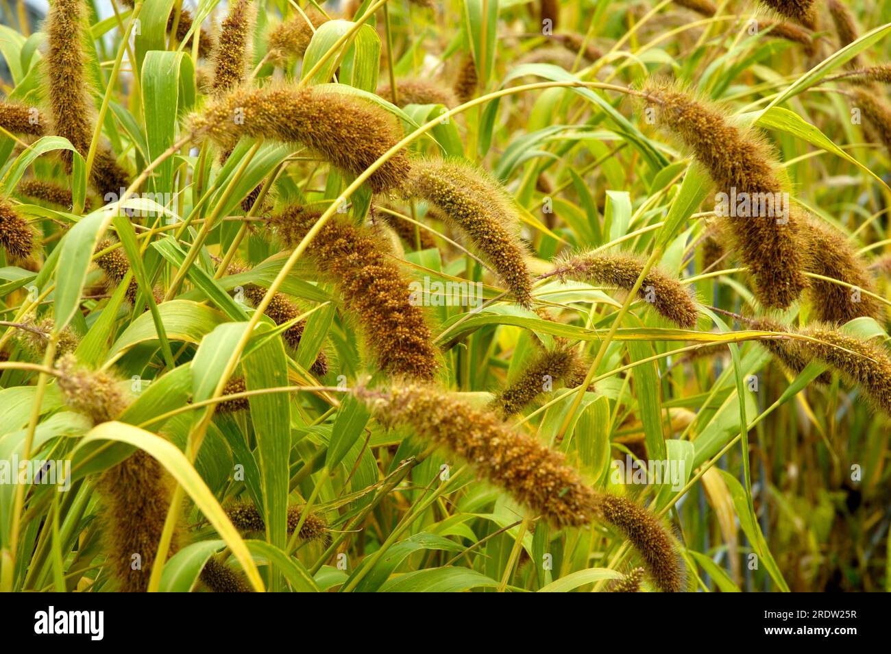 Foxtail millet (Setaria italica), sorghum with bristles Stock Photo - Alamy