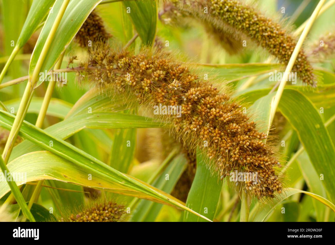 Foxtail millet (Setaria italica), sorghum with bristles Stock Photo - Alamy