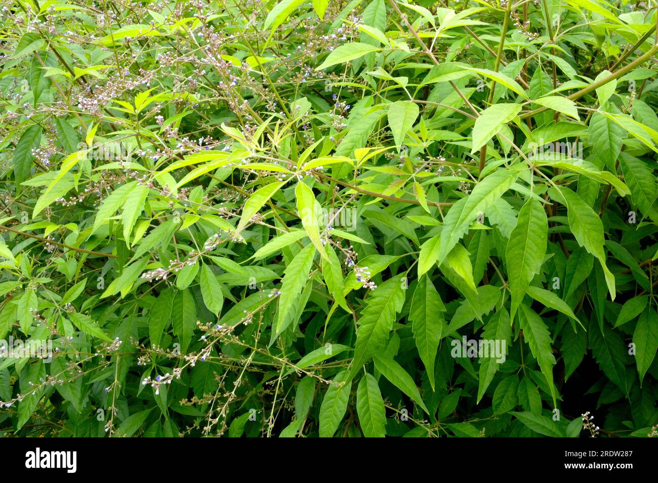 Chaste tree (Vitex agnus-castus), chaste tree, chaste mud Stock Photo ...