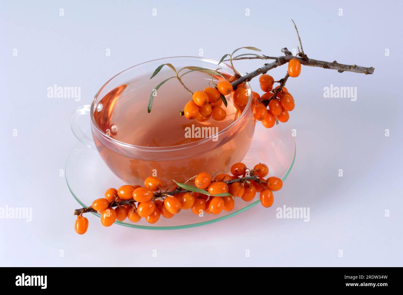 Cup with common sea buckthorn tea (Hippophae rhamnoides Stock Photo - Alamy
