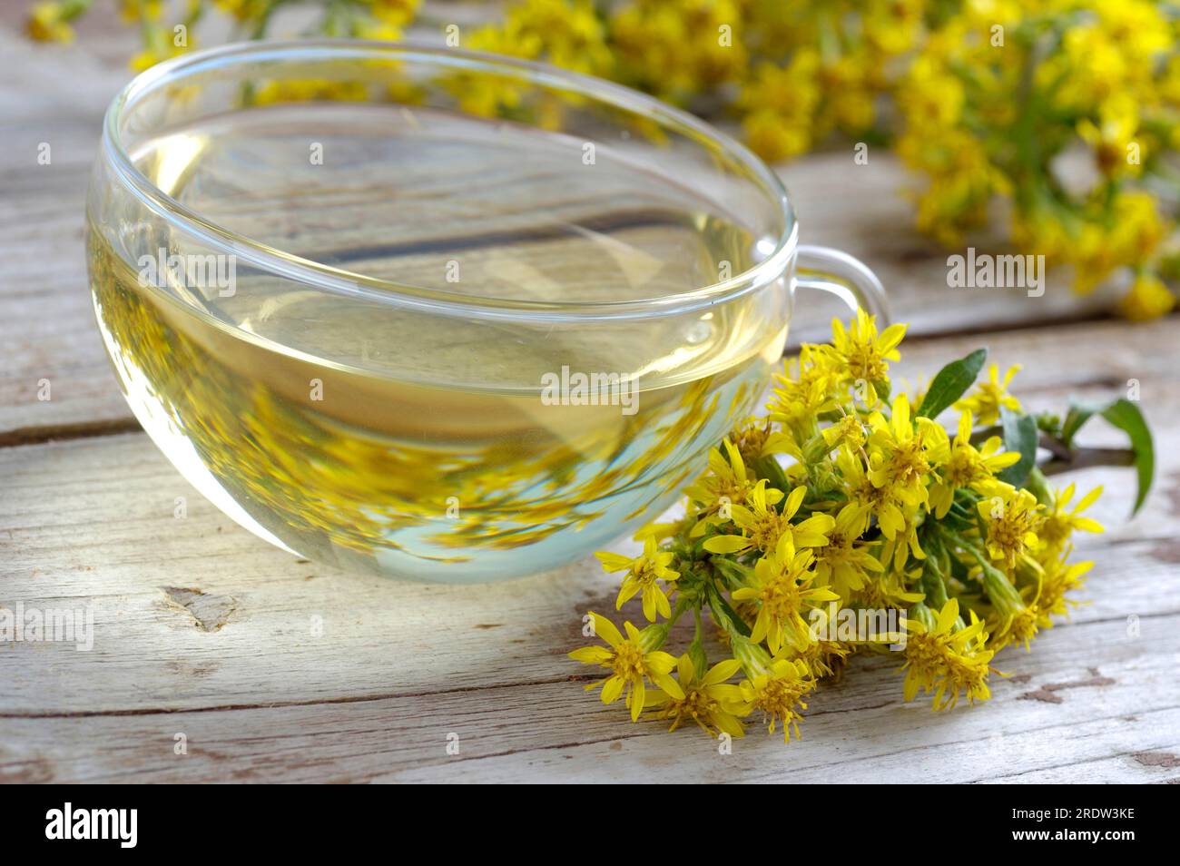 Real goldenrod hi-res stock photography and images - Alamy