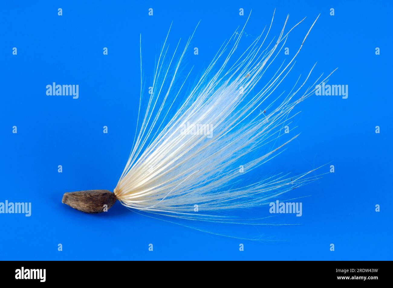 Artichokes (Cynara scolymus), flying seed Stock Photo - Alamy