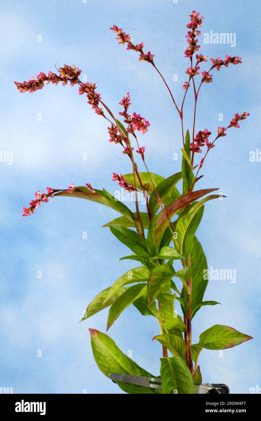 Persicaria tinctoria hi-res stock photography and images - Alamy