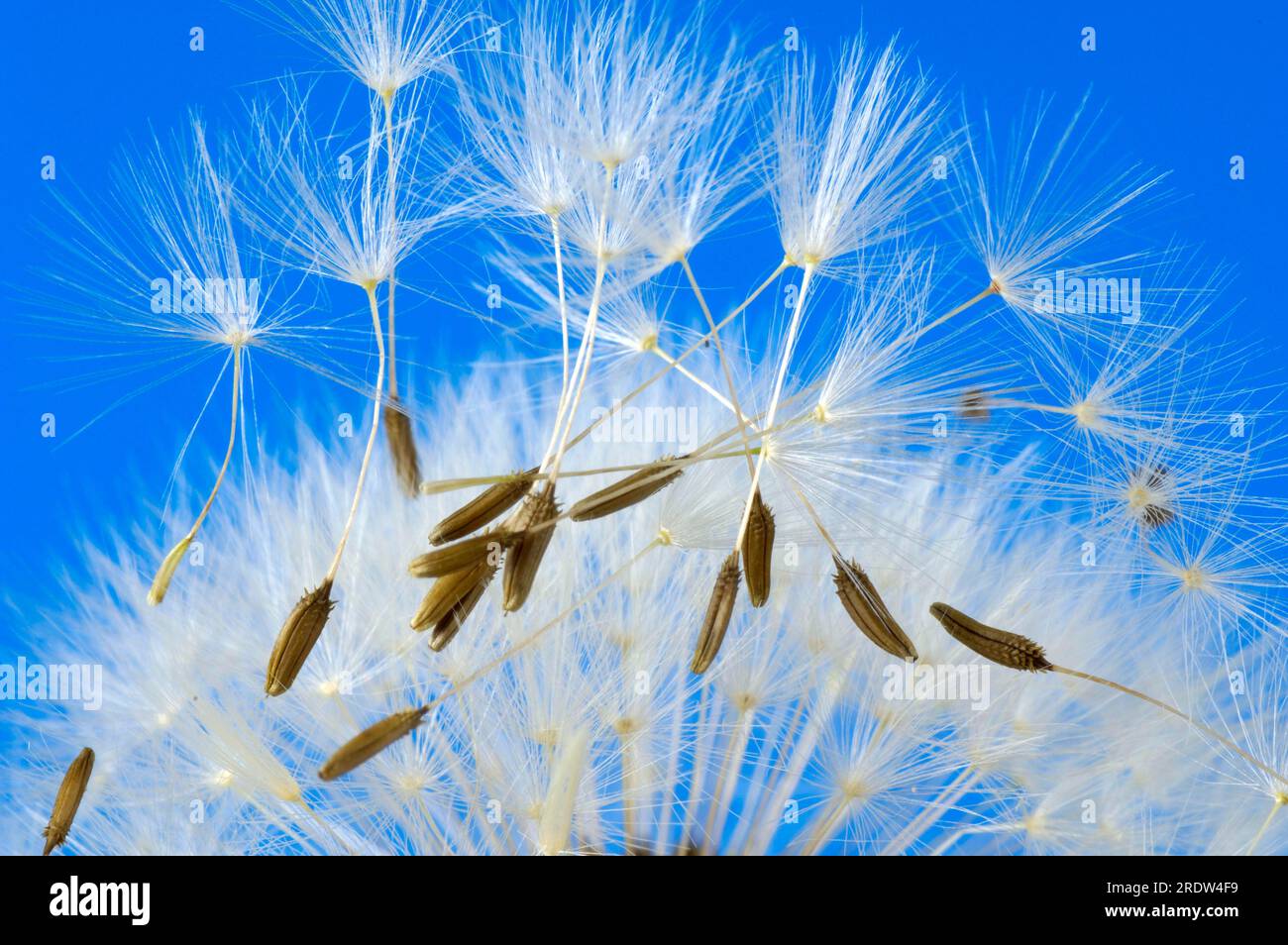 Dandelion seed (Taraxacum officinale), dandelion, flying seed Stock ...
