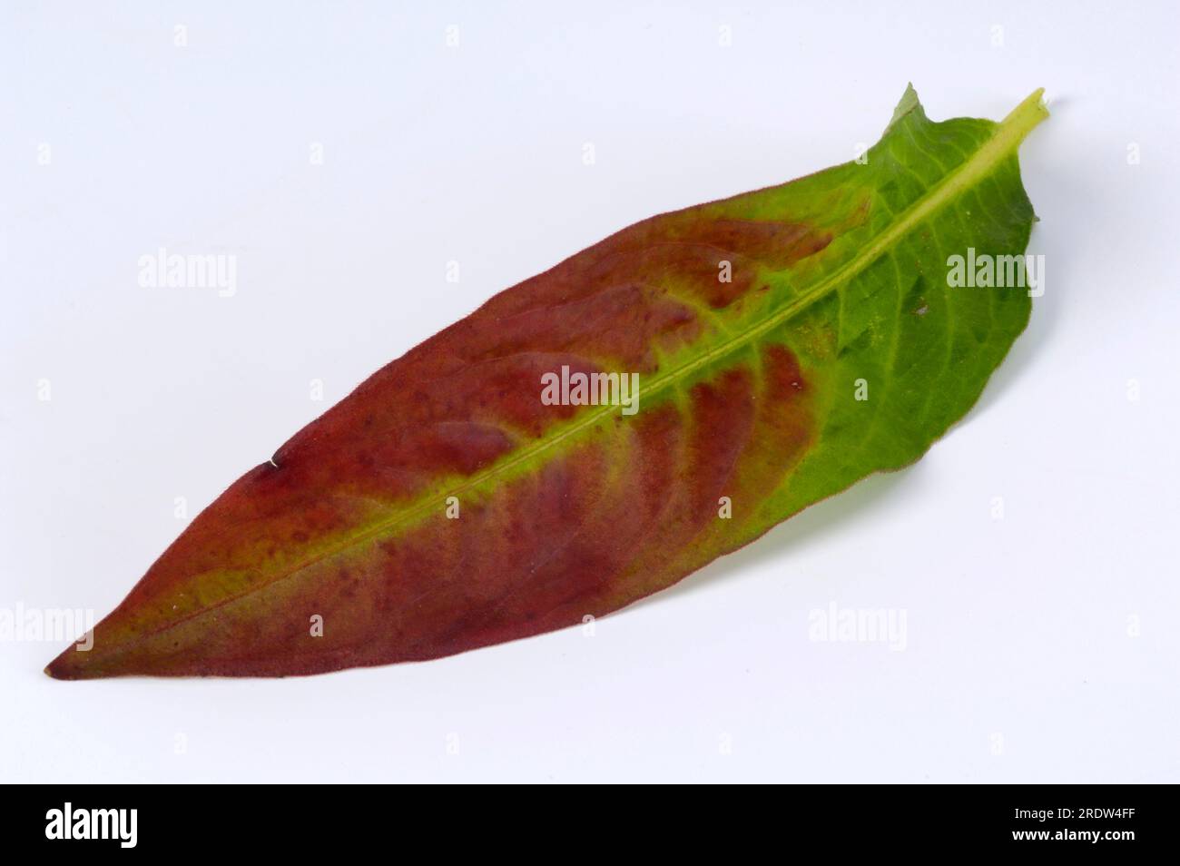 Persicaria tinctoria hi-res stock photography and images - Alamy