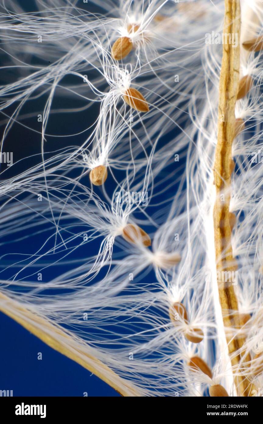 Blooming sally (Epilobium angustifolium), seed, Wood willowherb Stock ...