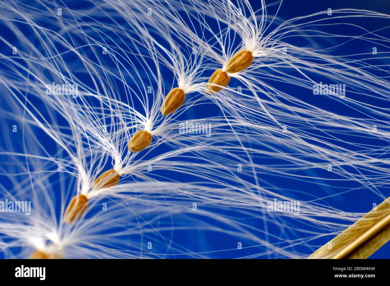 Blooming sally (Epilobium angustifolium), seed, Wood willowherb, flying ...