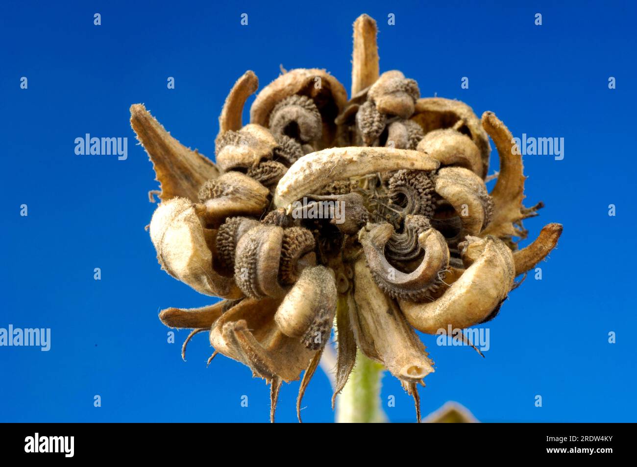 Common Marigold (Calendula officinalis), inflorescence, Marigold seed ...