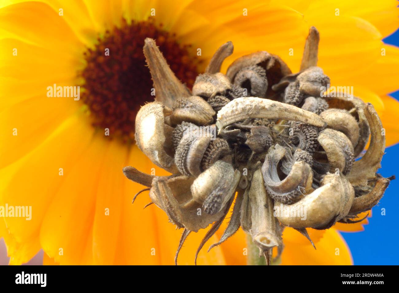 Common Marigold (Calendula officinalis), inflorescence, Marigold seed ...