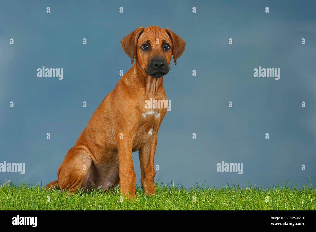 Rhodesian Ridgeback, puppy, 3 months Stock Photo - Alamy