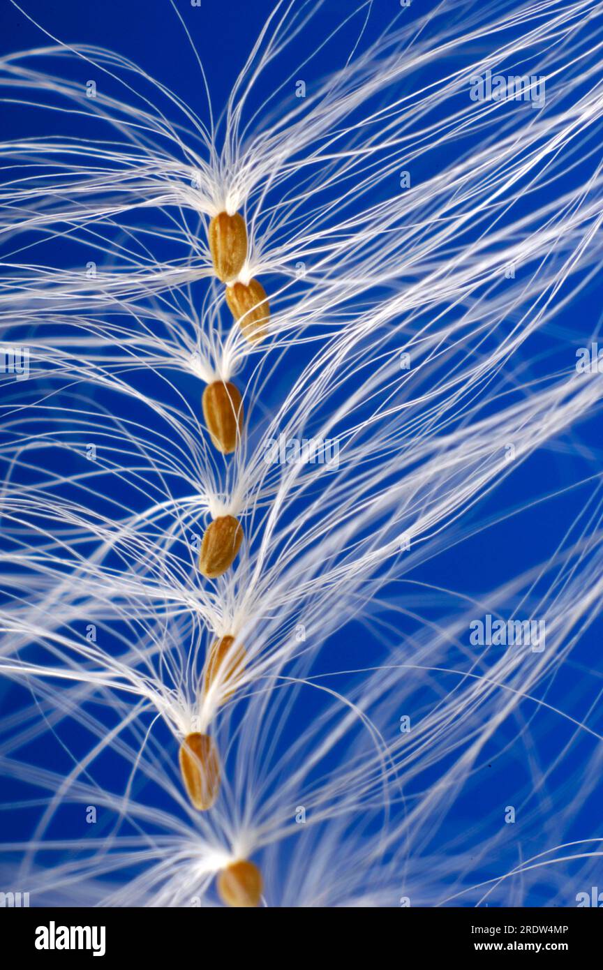 Blooming sally (Epilobium angustifolium), seed, Wood willowherb, flying ...
