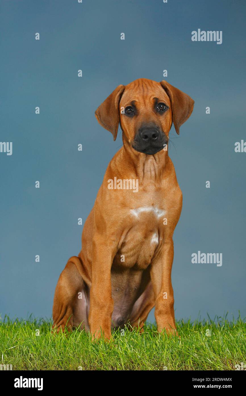 Rhodesian ridgeback puppy hi-res stock photography and images - Alamy