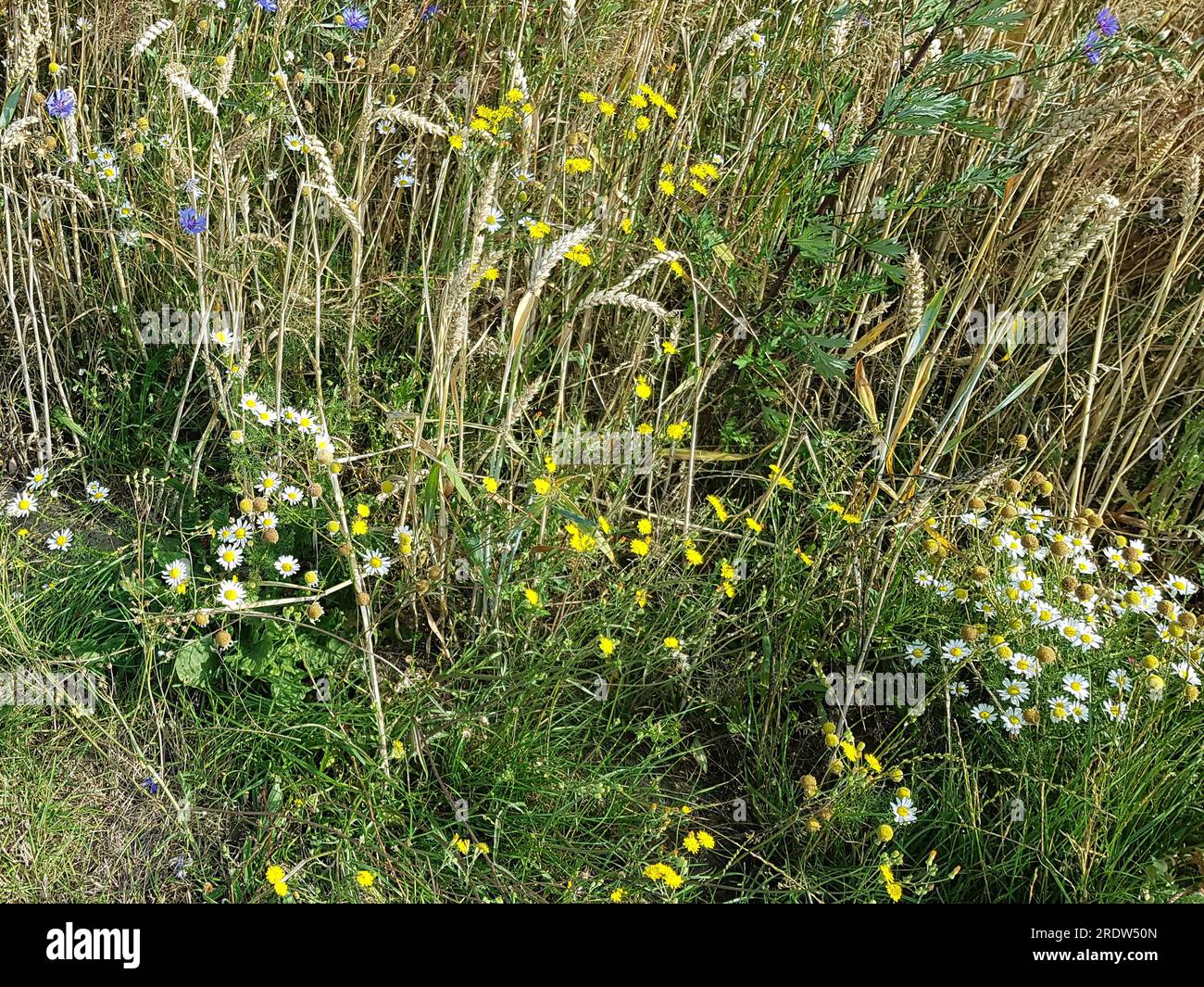 Flowering field border in midsummer Stock Photo - Alamy
