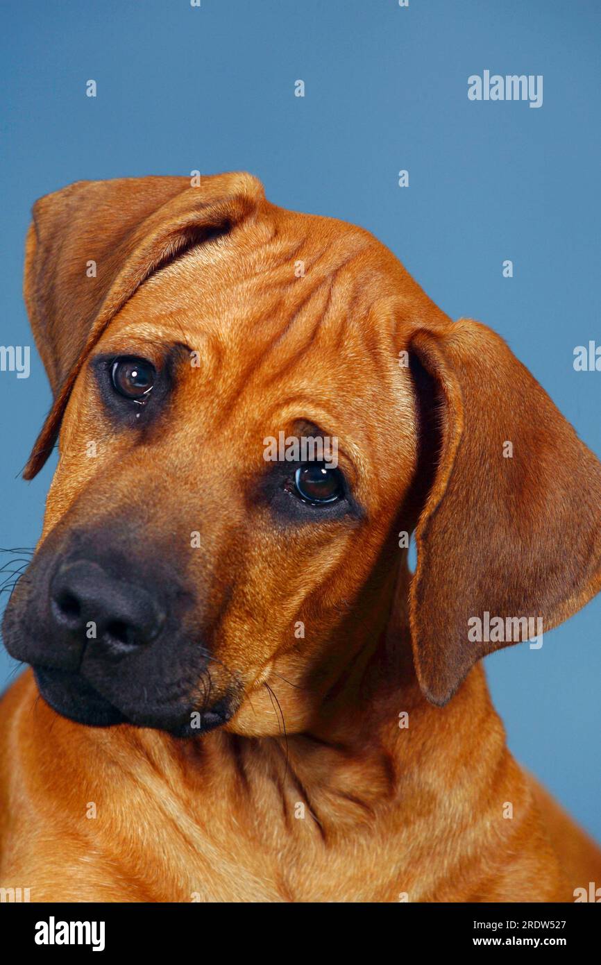 Rhodesian ridgeback face hi-res stock photography and images - Alamy