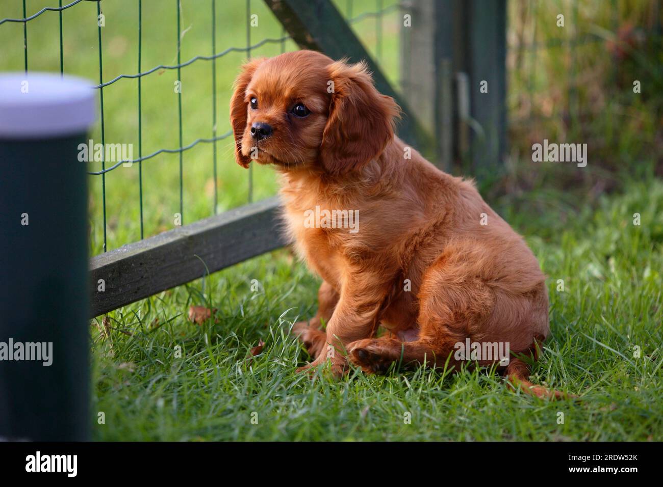 Cavalier King Charles Spaniel, puppy, ruby, 10 weeks, at garden gate Stock Photo - Alamy