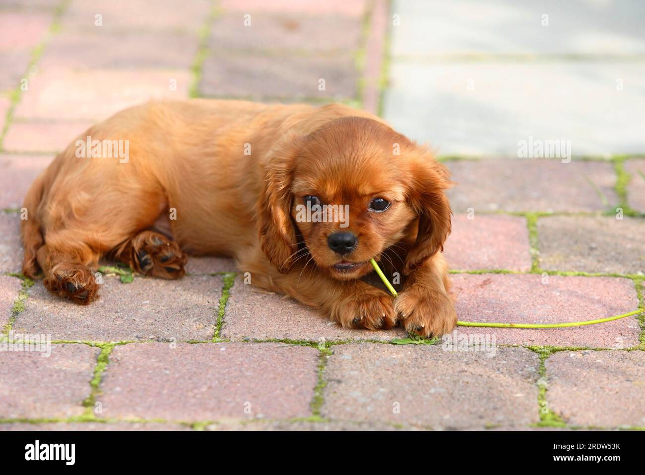 Cavalier King Charles Spaniel, puppy, ruby, 10 weeks, detachable Stock ...