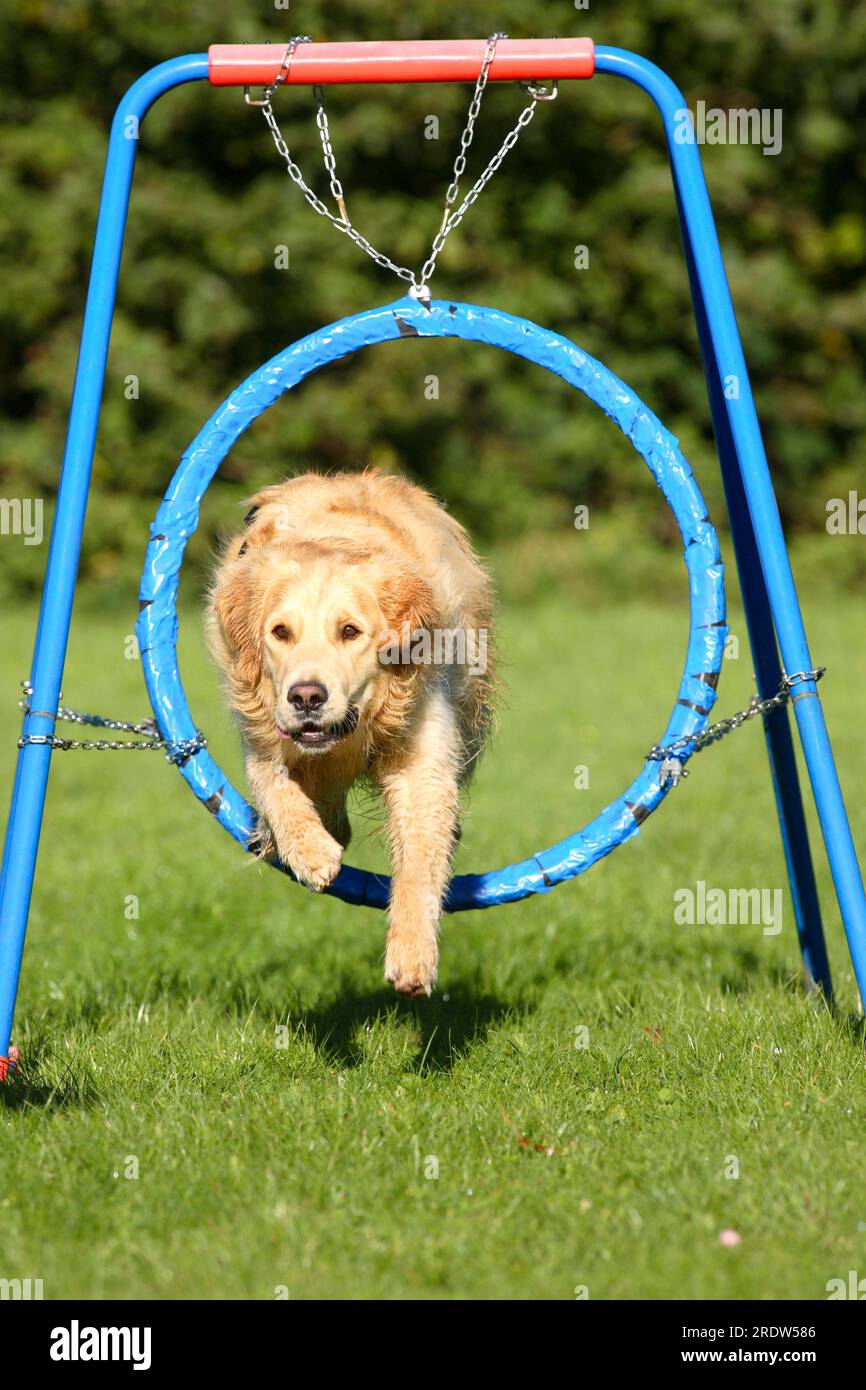 Golden Retriever, Agility, jumps through hoops, detachable Stock Photo ...