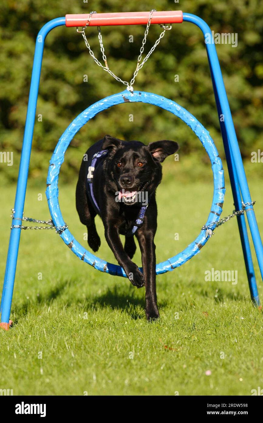Black labrador retriever agility hi-res stock photography and images ...