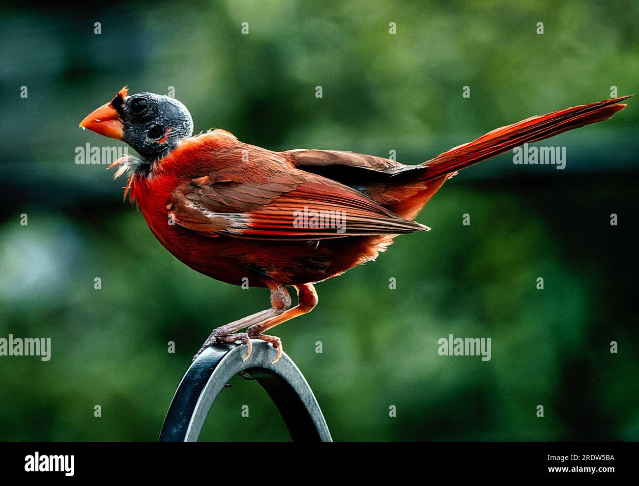 Cardinal on perch at backyard feeder hi-res stock photography and ...