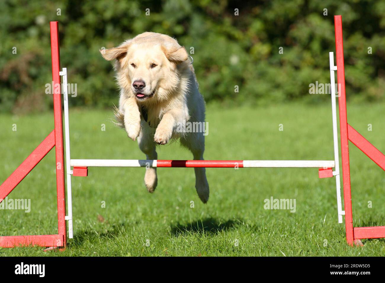 Golden Retriever, Agility, Jumping the Hurdle Stock Photo - Alamy