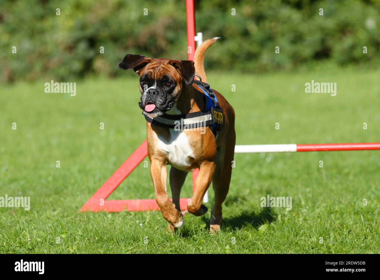 German Boxer, Agility Stock Photo - Alamy