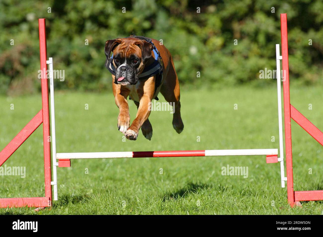 German Boxer, Agility, jumps over hurdle, free release Stock Photo - Alamy
