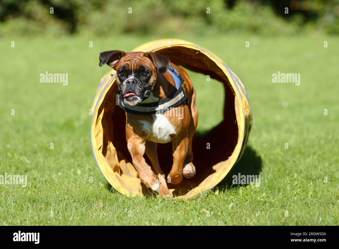 German Boxer, agility, running through the tunnel Stock Photo - Alamy
