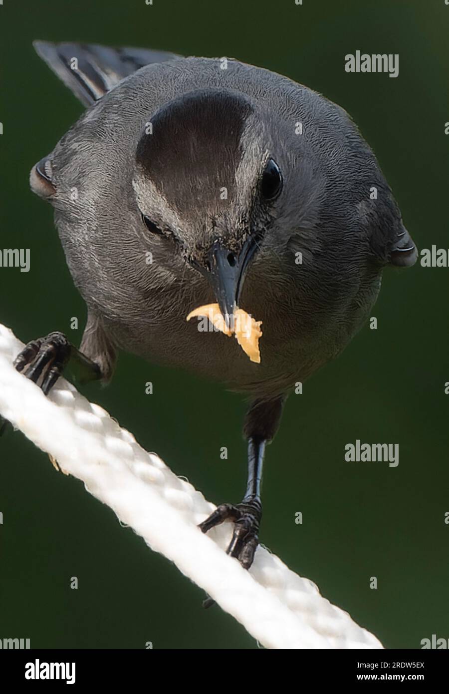 Black catbird hi-res stock photography and images - Alamy