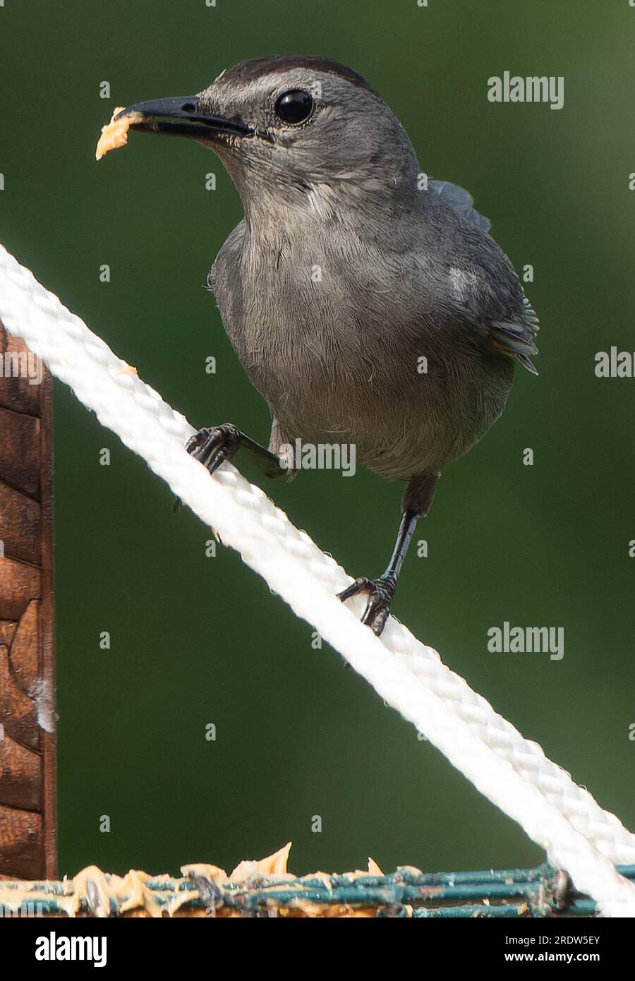 Black capped catbird hi-res stock photography and images - Alamy