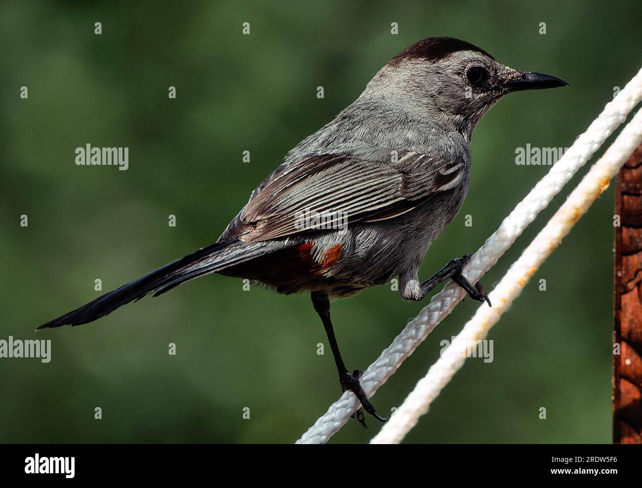 Black catbird hi-res stock photography and images - Alamy