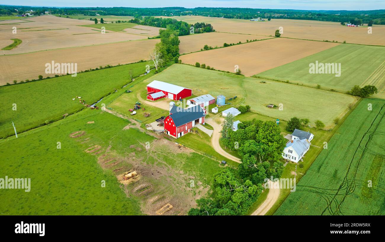 Fallow cows hi-res stock photography and images - Alamy
