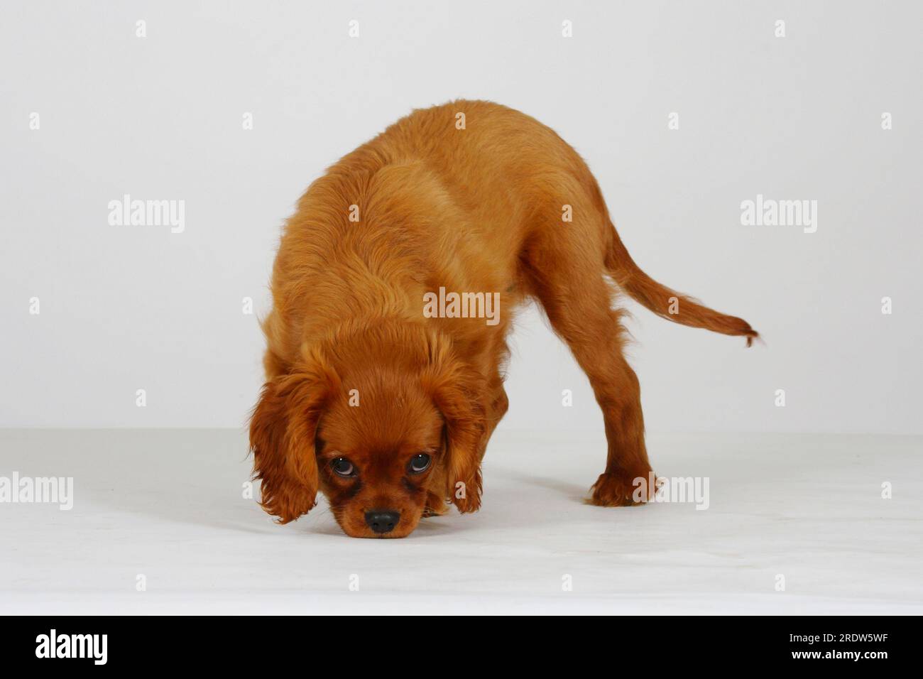 Cavalier King Charles Spaniel, puppy, ruby, 3 months Stock Photo - Alamy