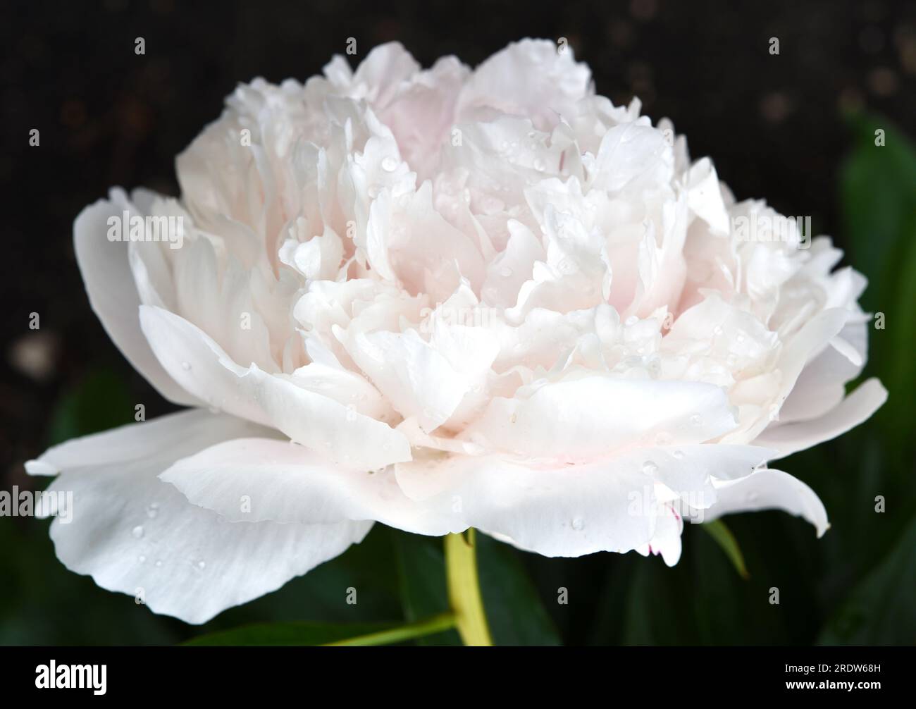 Large flowers of peonies in close-up. Light pink peony flowers Stock ...