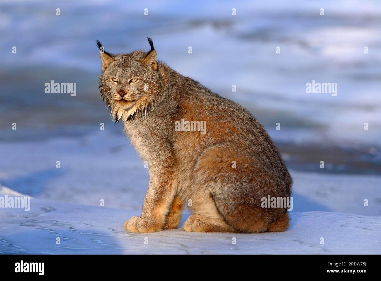 Canada lynx (Lynx lynx canadensis) (Felis lynx canadensis), releasable ...