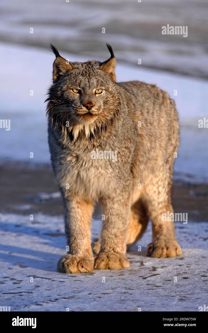 Canadian lynx (Lynx lynx canadensis) (Felis lynx canadensis Stock Photo ...