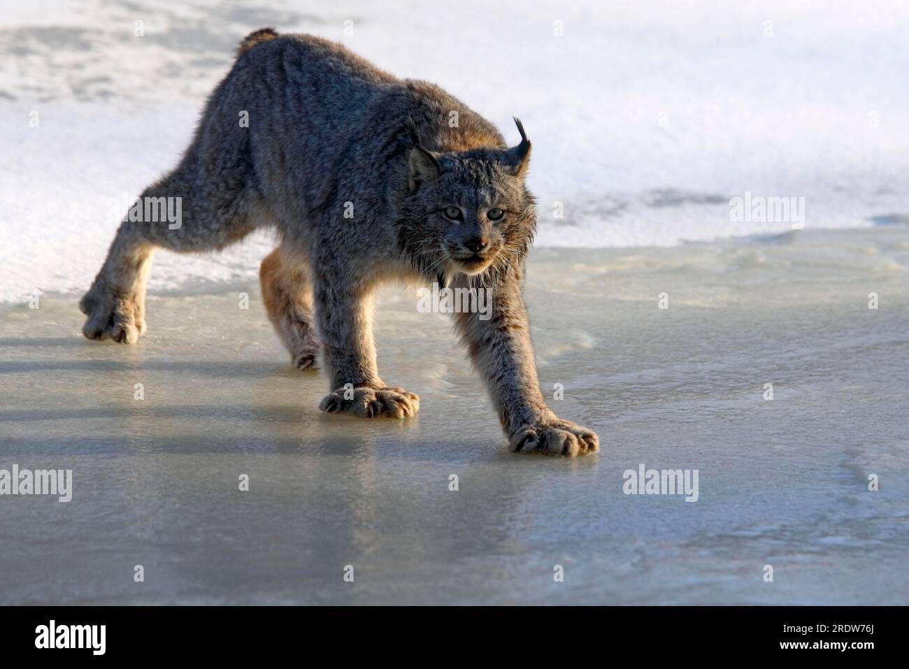 Felis lynx canadensis hi-res stock photography and images - Alamy